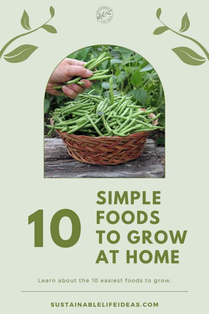 Discover the 10 Easiest Foods to Grow - sustainablelifeideas.com