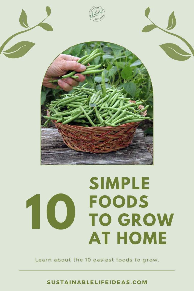 Discover the 10 Easiest Foods to Grow - sustainablelifeideas.com